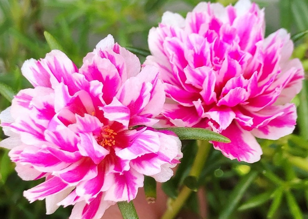 Cara Menanam Bunga Pukul Sembilan dengan Setek. Gampang Nyebarnya!