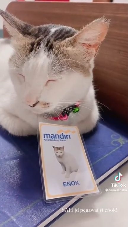 Meski Cuma Bisa Bilang "Meow Meow", tapi Deretan Kucing ini Sukses ...