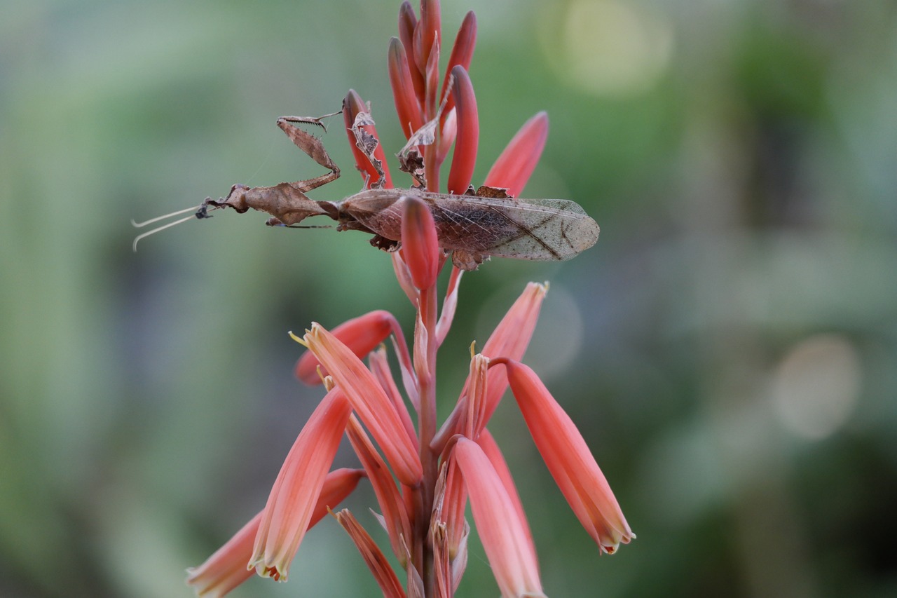 Ghost Mantis Serangga Karnivora yang Terkenal karena Penampilannya yang ...